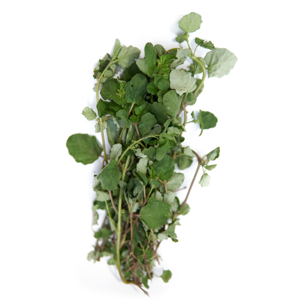 Atiponla (Herbs)