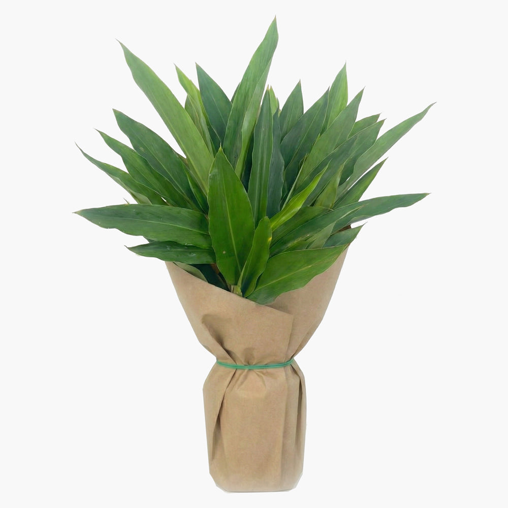Colonia (Herb)