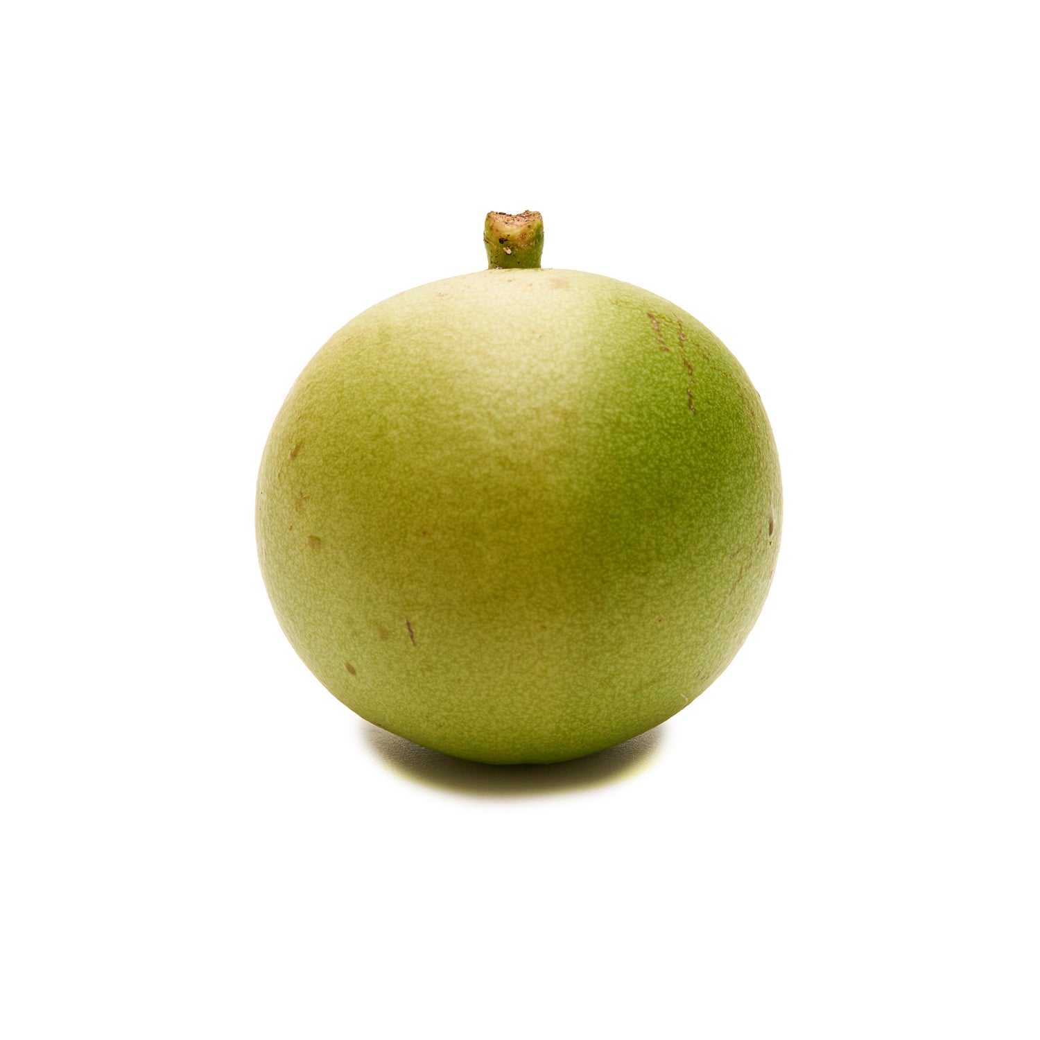 Guira Cimarrona