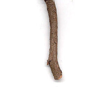 Stick Salta Perico 5\\" - 6\\" Aprox.