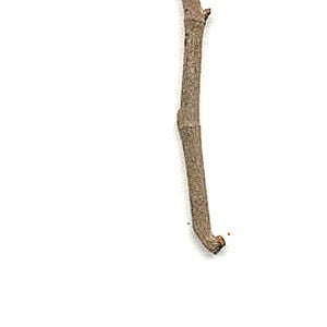 Stick Hueso 5\\" - 6\\" Aprox.