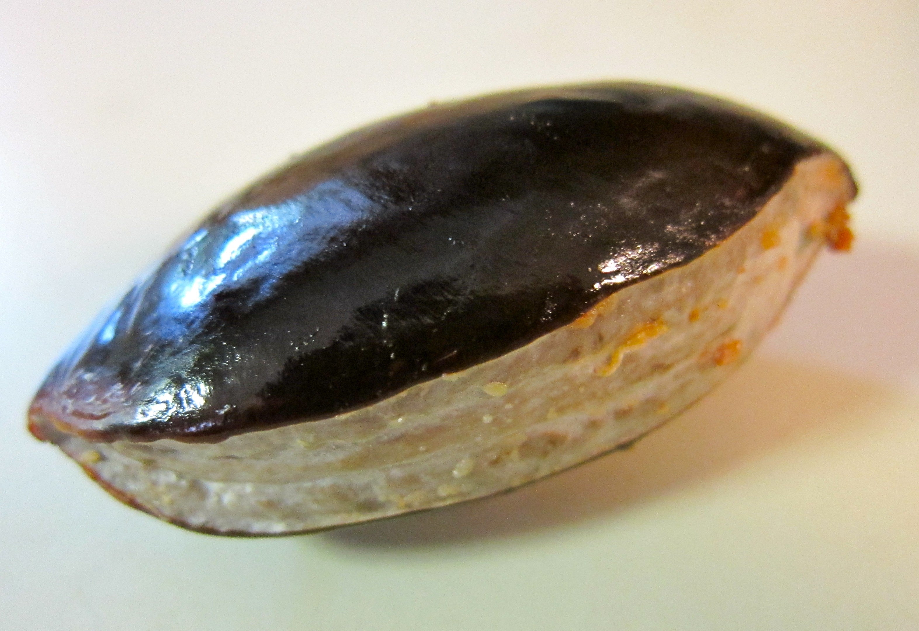 Mamey Seed (1) thyme Bombe Seed (1)