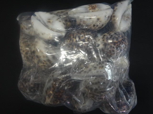 Tiger Cowry Shell package 2 pounds
