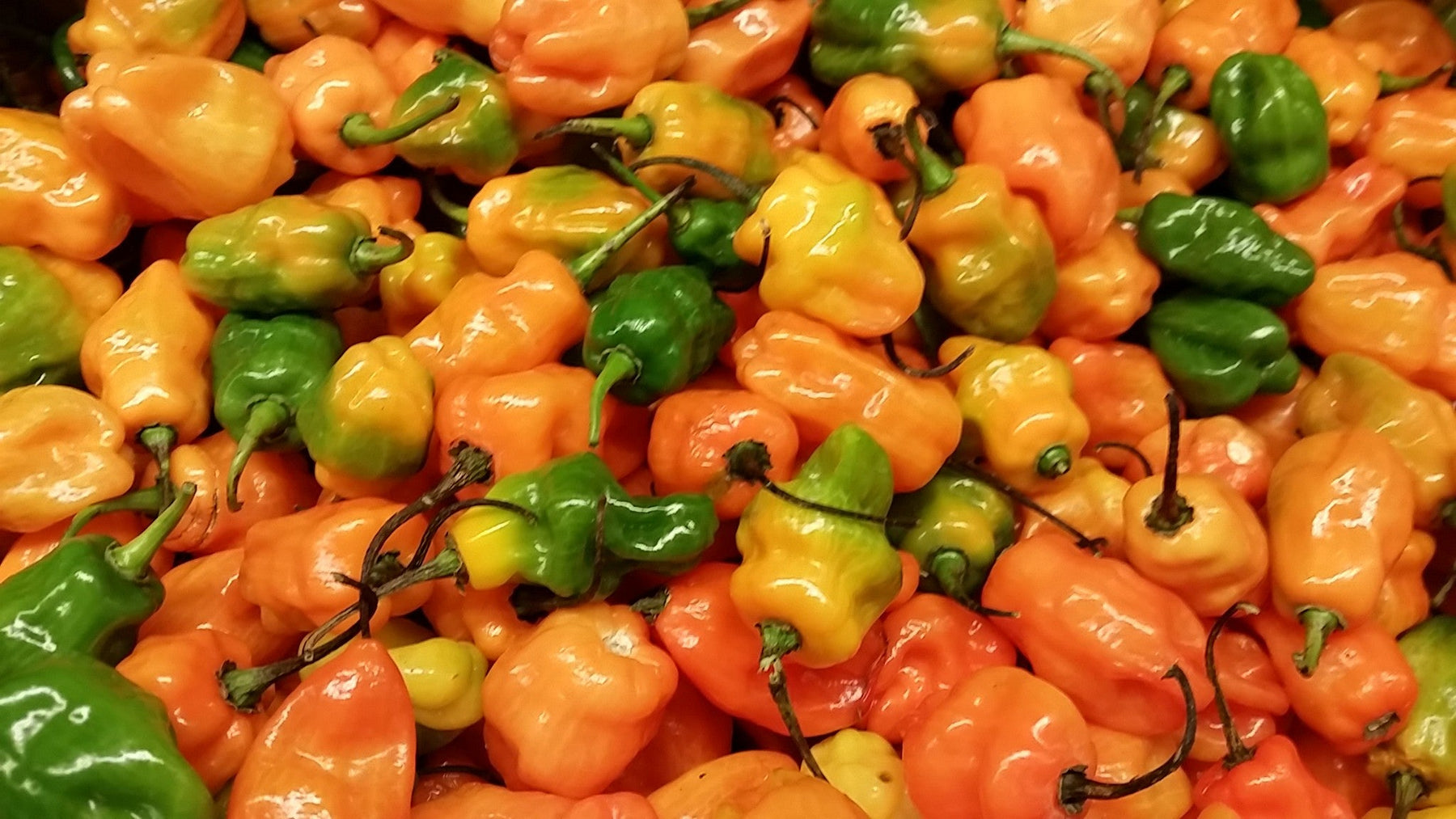 Chili Pepper (Guau Guau Chili) 1 Lb