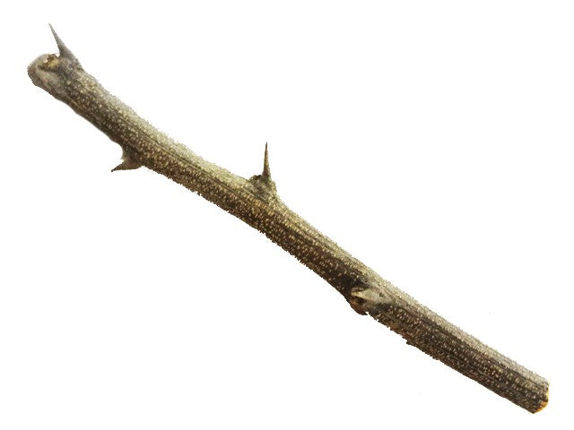 Stick Diablo 5\\" - 6\\" Aprox.
