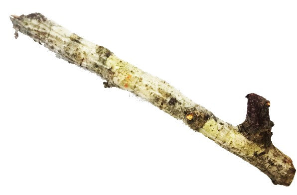 Stick Siguaraya 5\\" - 6\\" Aprox.