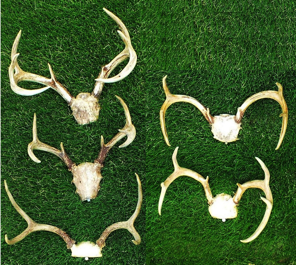 Deer Racks with Skull Cap (4 POINTS)