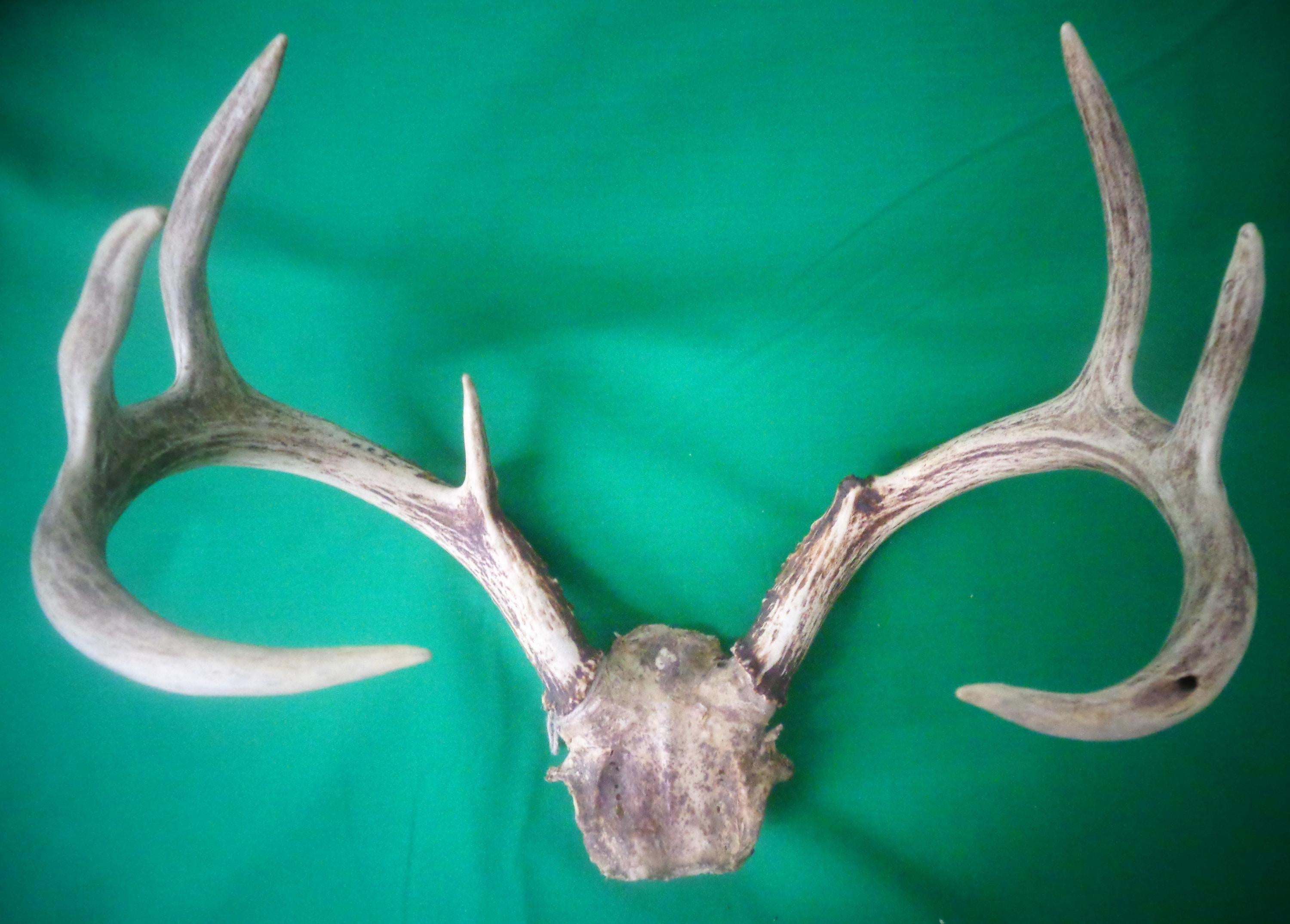Deer Racks with Skull Cap (8 POINTS)