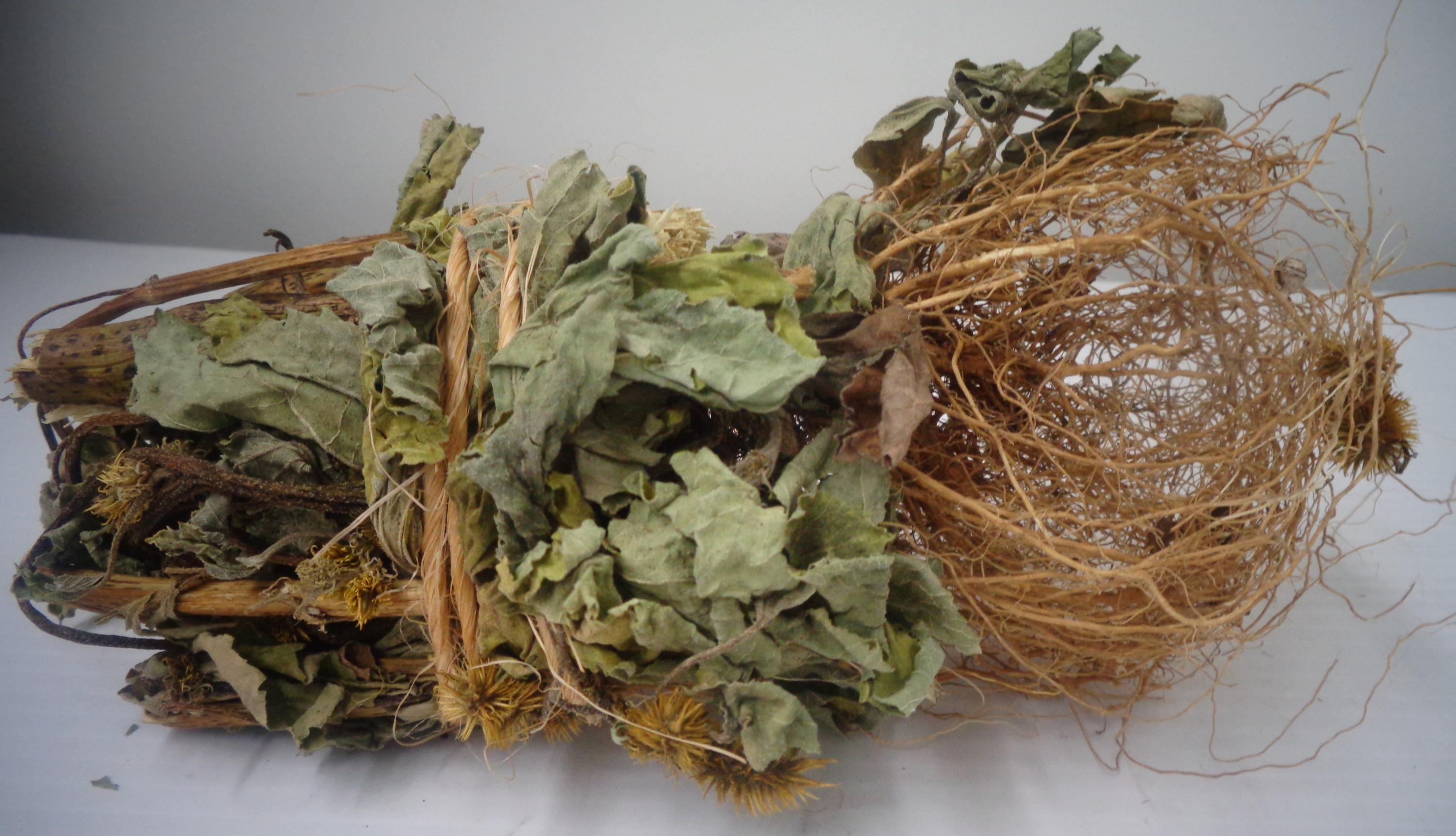 Raiz de Guisazo de Caballo