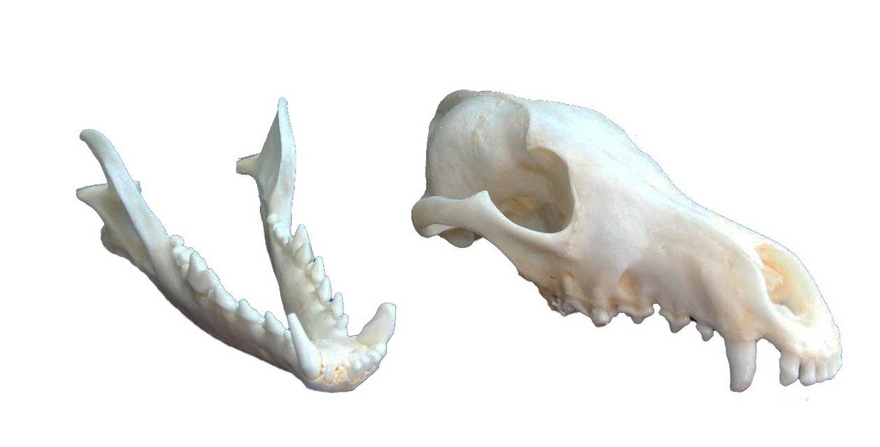 Real Dog Skull