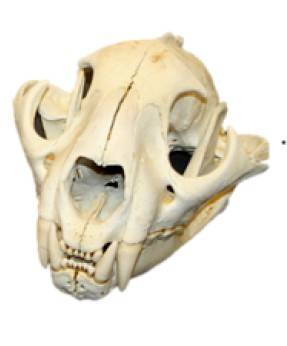 Real Mountain Lion (Puma / Cougar) Skull complete with canines a...