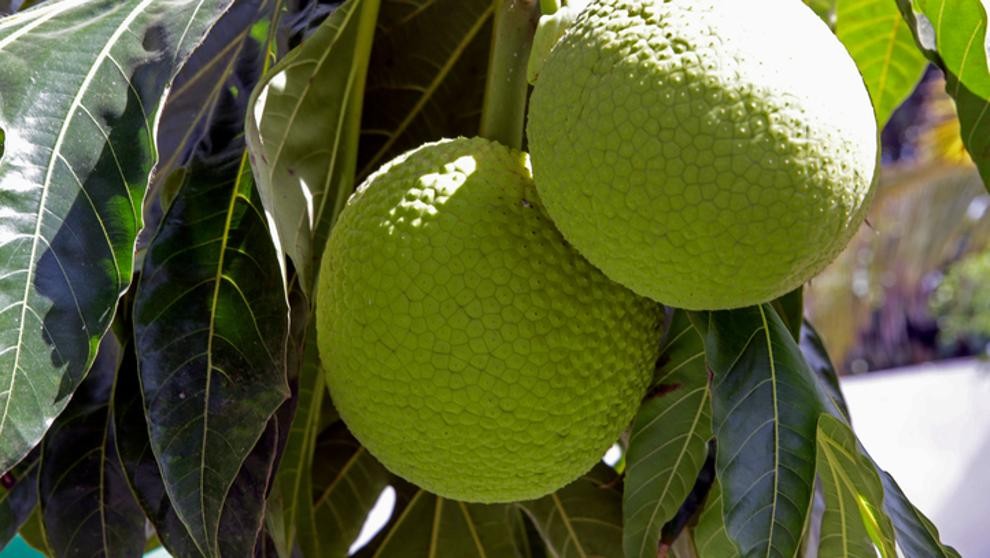 Breadfruit