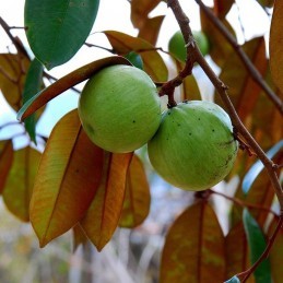 Caimito Purple(Herb)