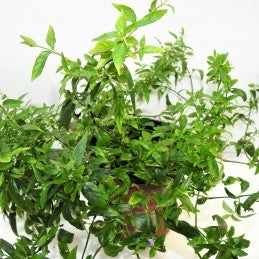 Tilo (Herb)
