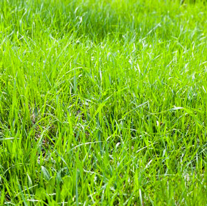 Hierba Fina