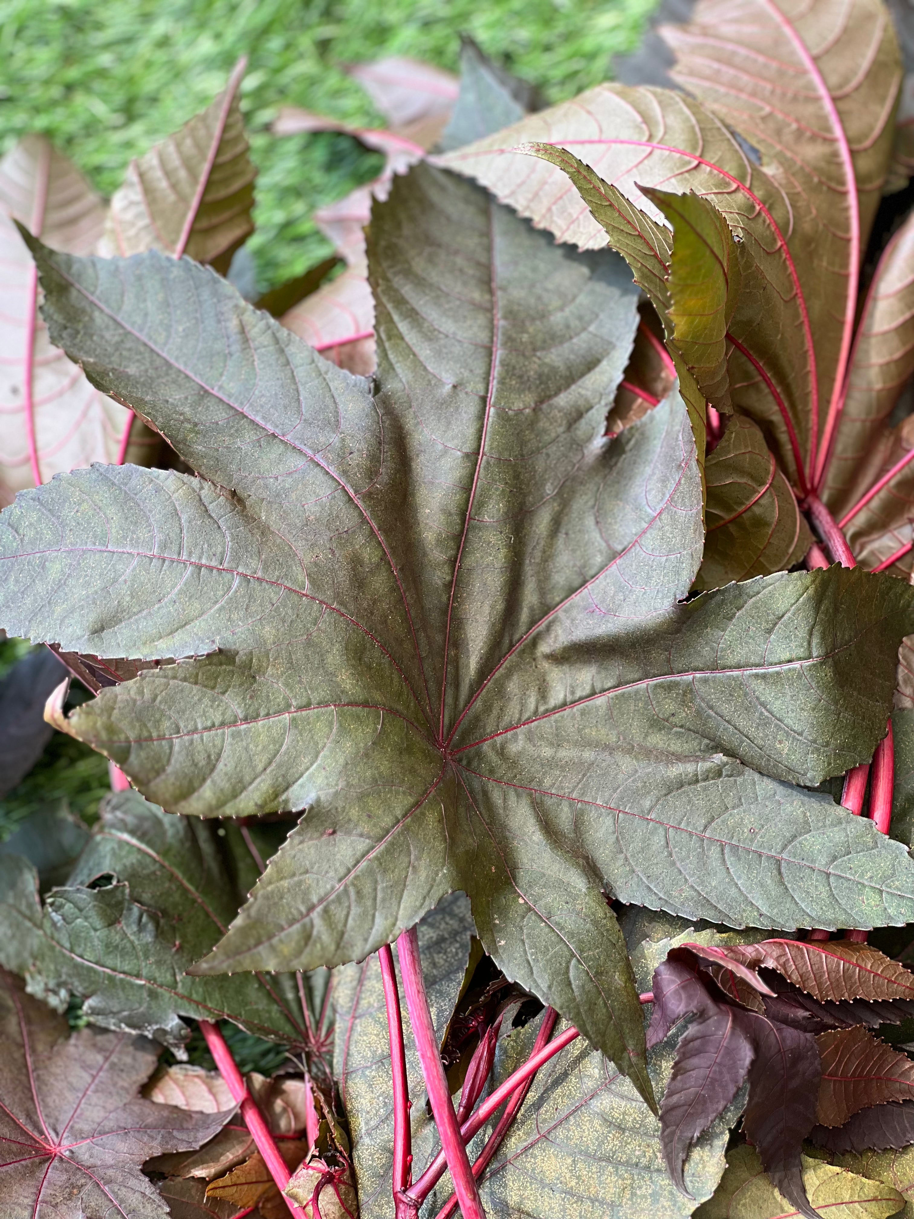 Higuereta Morada (Herb)