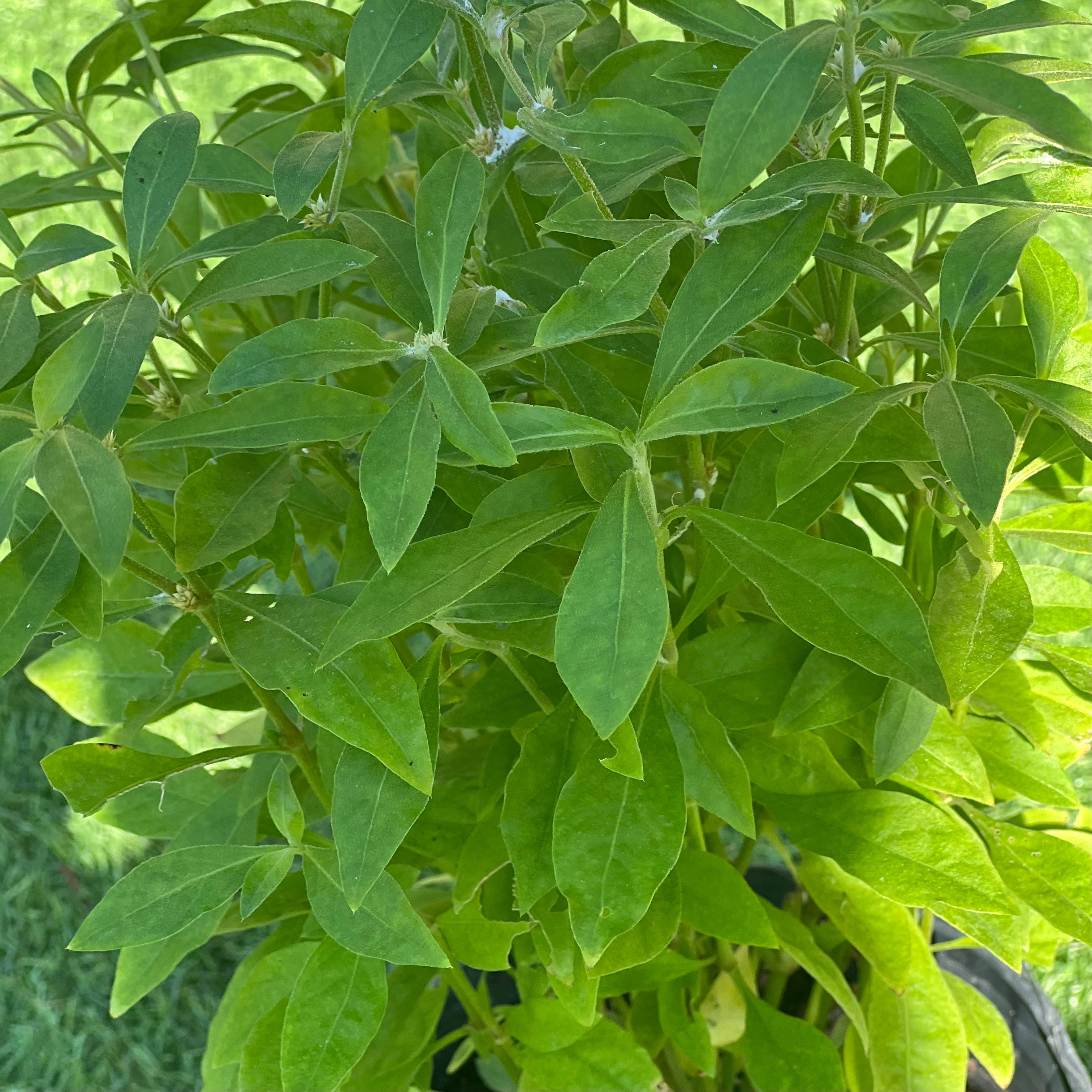 Arrasa con Todo (Herb)